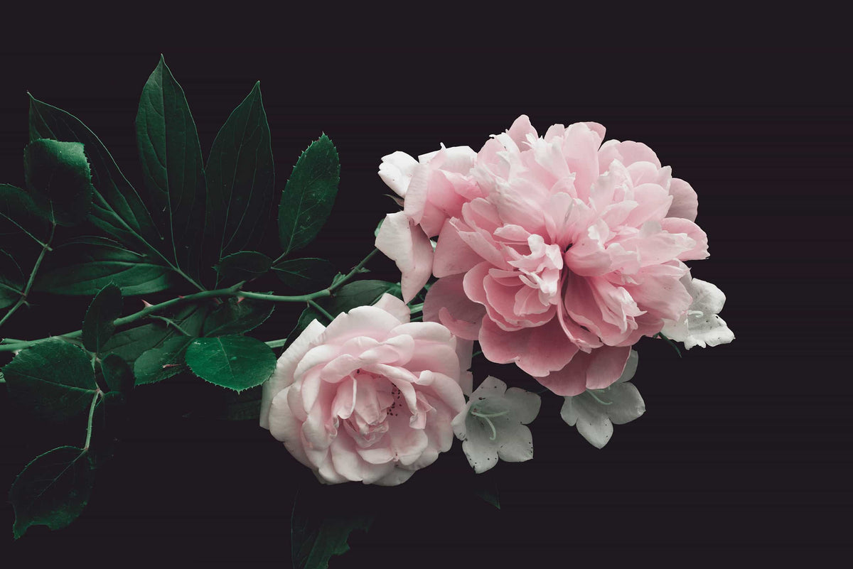 Pink Roses Wall Mural | Apology