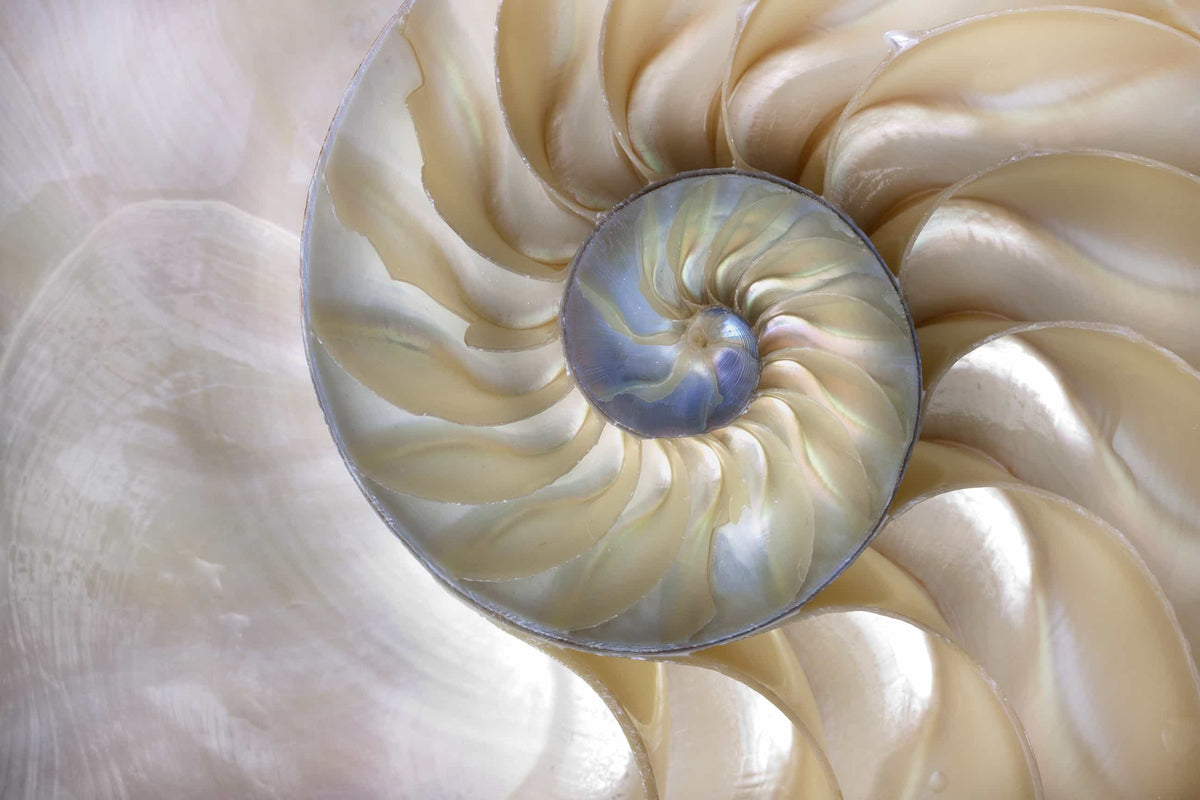 Mother of pearl nautilus shel Wall Mural |Room to Grow