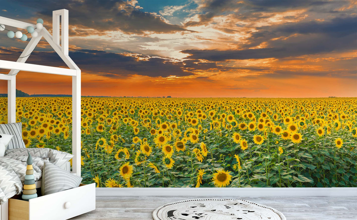 Sunflower field sunset panoramic landscape Wall Mural | Setting Sunflower