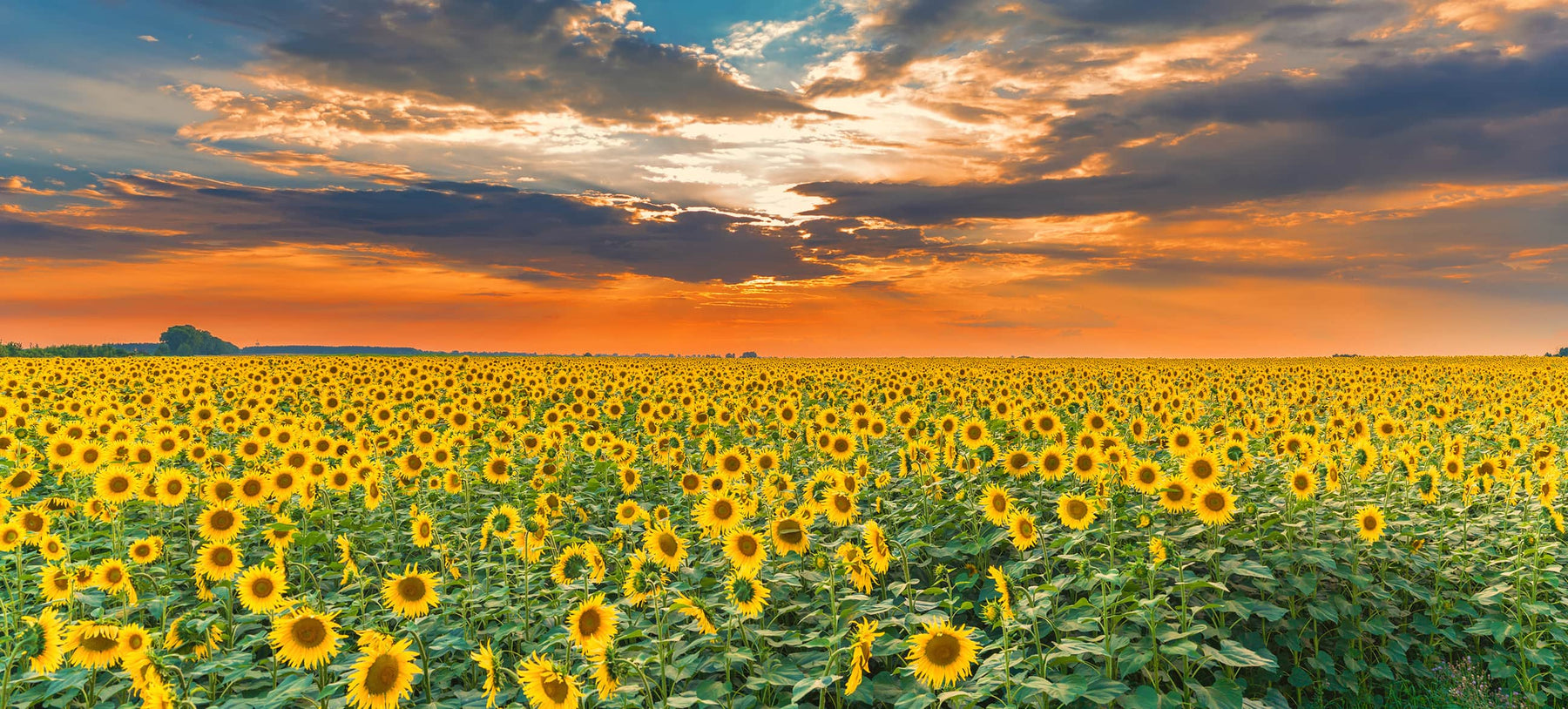 sunflower landscape background